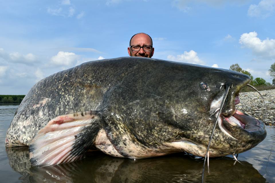 GIGANTICKÝ SUMEC O VÁZE 104 KILOGRAMŮ! Podívejte se na nádherné ...