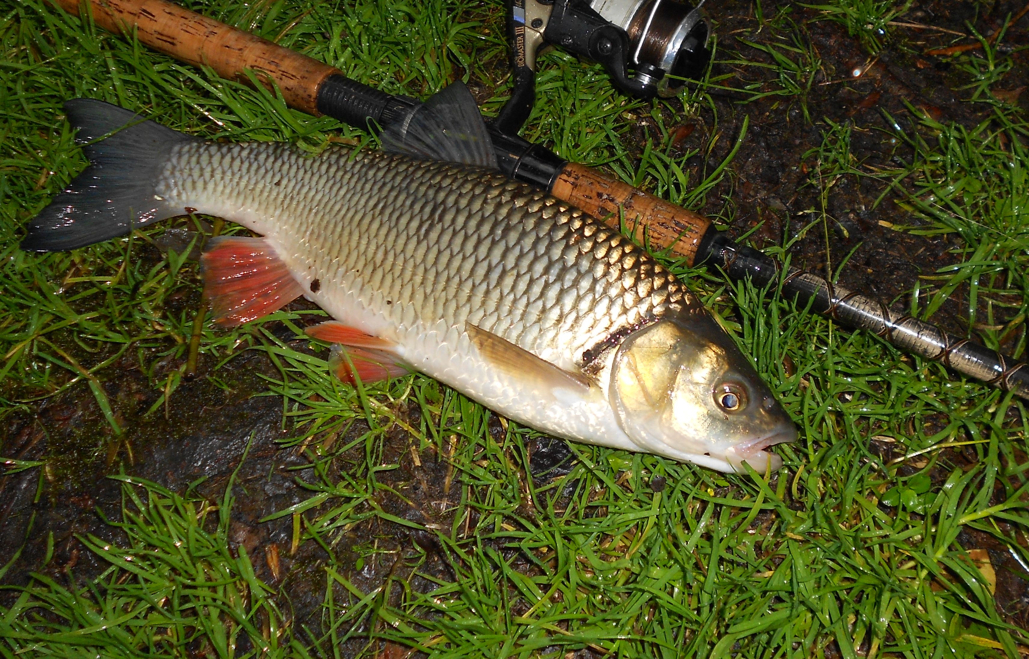 Fascinující svět ryb: Tajemství rybích tvarů | InRybar.cz