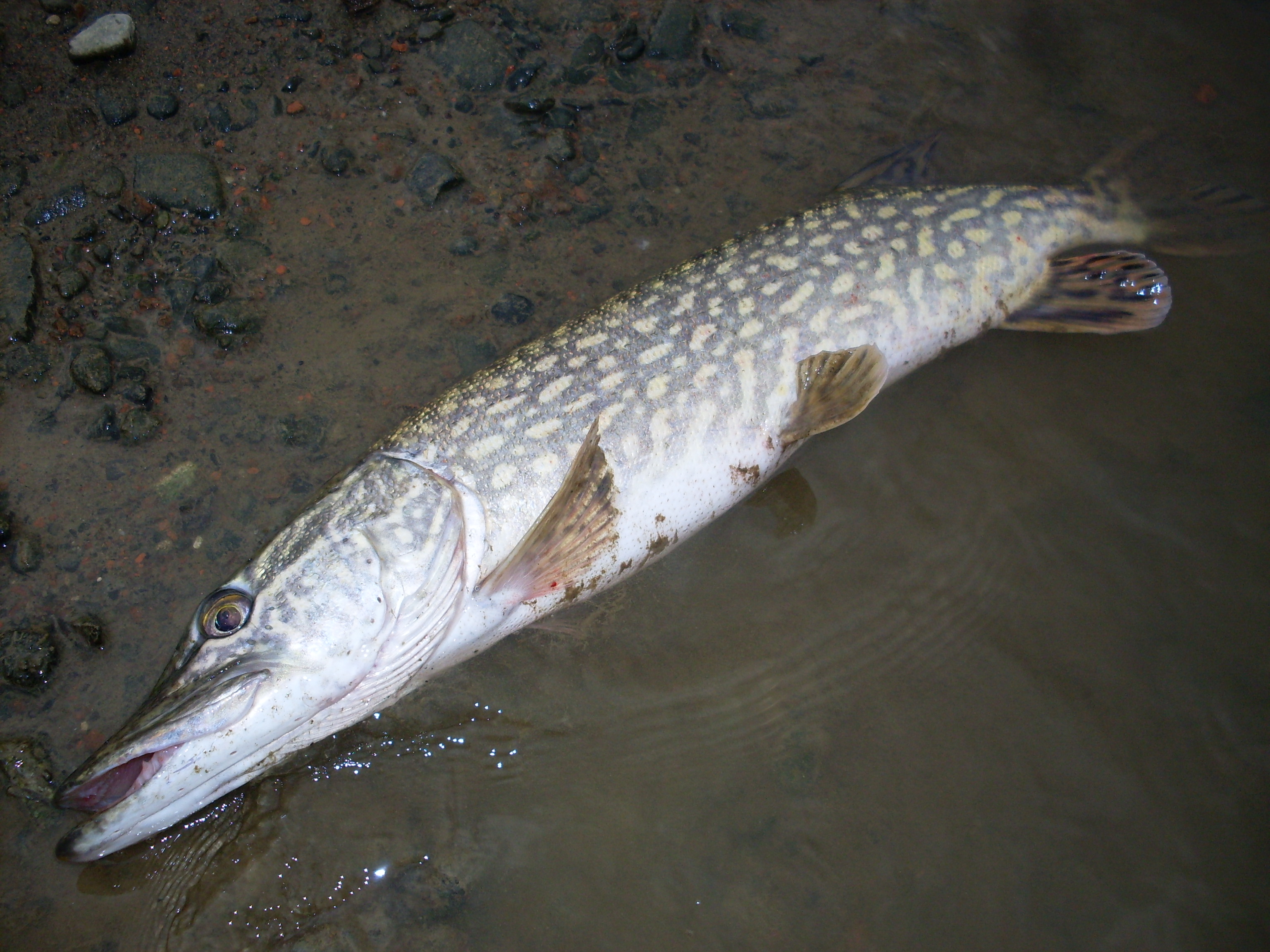 Lov štik: Několik důvodů proč vyzkoušet chytání štik! | InRybar.cz