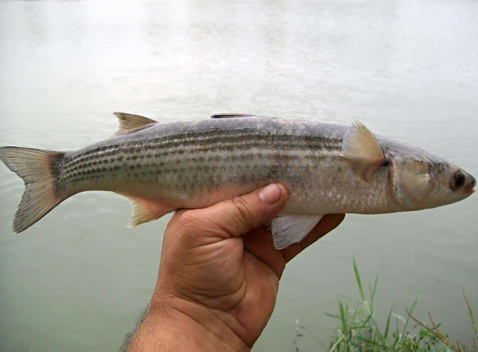 Itálie: Za kapry do brakických vod (2. díl) | InRybar.cz