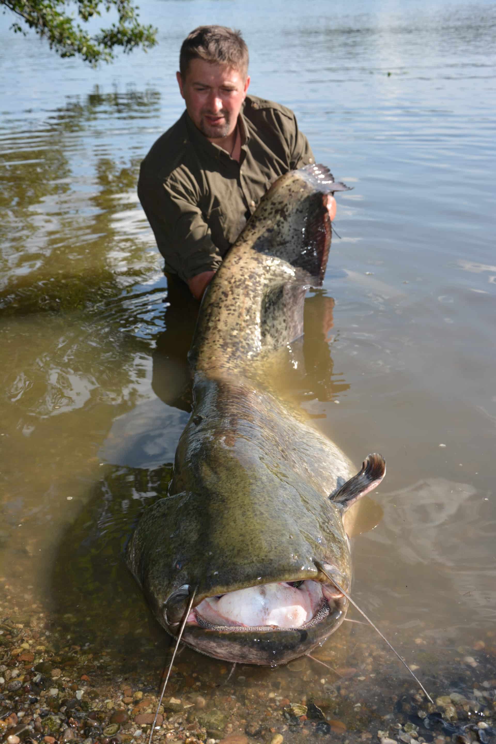 GIGANTICKÝ SUMEC O VÁZE 104 KILOGRAMŮ! Podívejte se na nádherné ...