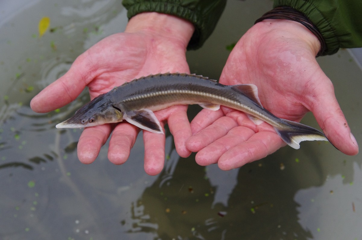 PARÁDA! Středočeský ÚS vysadil do rybníků jesetery! Přijďte si chytit ...
