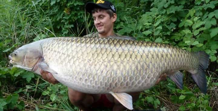 Přirozená potrava amurů: Revoluční nástraha na kapitální amury z ...