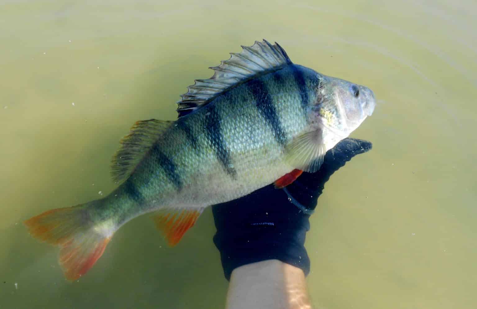 VIDEO: Obrovský okoun versus malá štika! Zaútočí pruhovaný predátor na ...