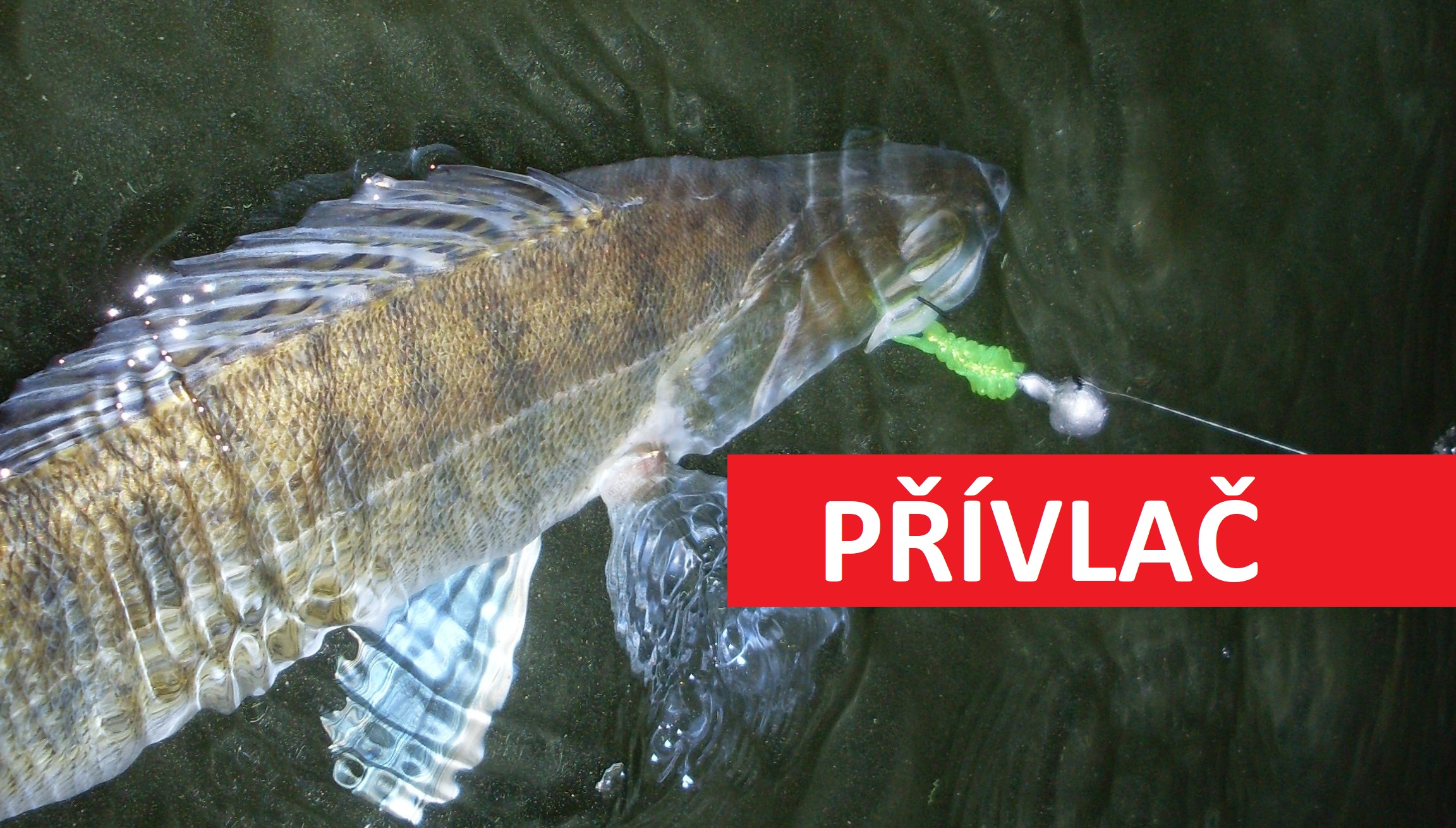 VIDEO: Jak úspěšně chytat dravé ryby na gumové nástrahy? | InRybar.cz