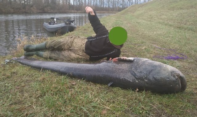 Před rokem zabili největšího sumce na Moravě: Ryba vážila 115 kilo a ...