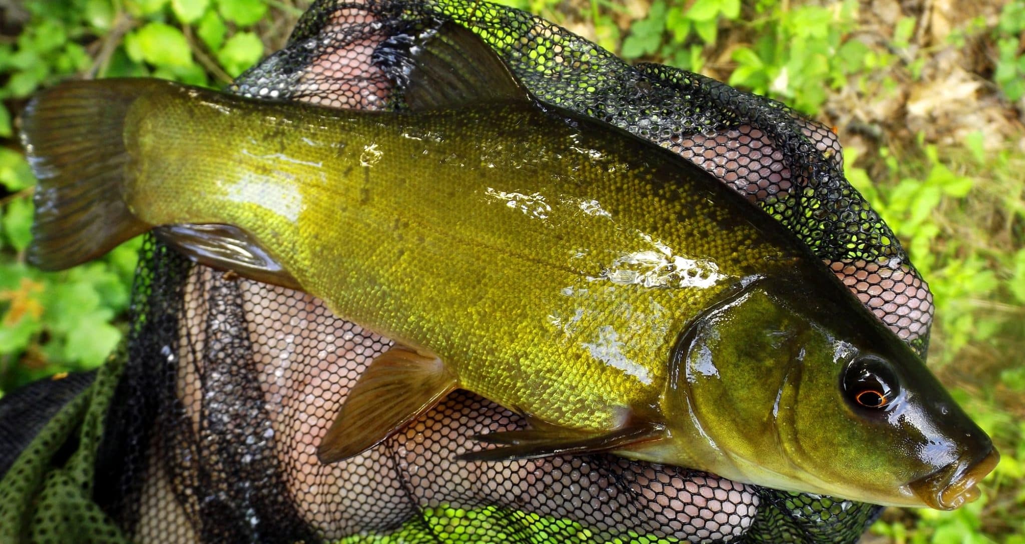 Nejkrásnější rybařina: Chytání línů u rákosí! Jak úspěšně chytat zlato ...