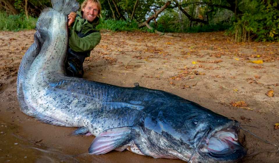 Gigantický sumec Jakuba Vágnera: „Neřeknu, kolik měřil. Některým ...