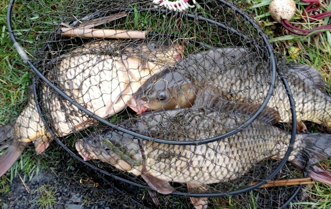 Pytlák na Moravě měl ve vezírku 3 kapry! | InRybar.cz