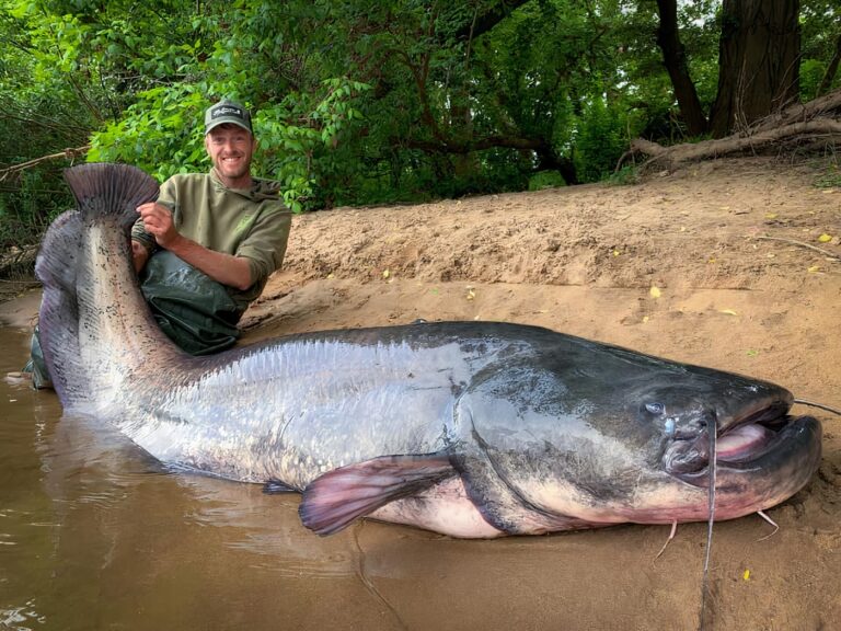 Gigantický sumec Jakuba Vágnera přepisuje všechny rekordy. Ryba nemá ...
