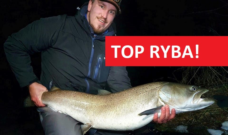 Gigantická hlavatka: Český rybář chytil jednu z největších hlavatek ve ...