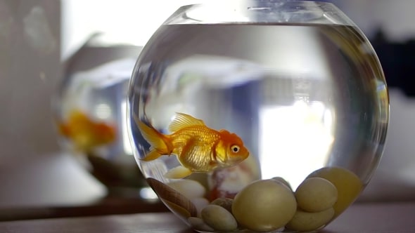 Mohou ryby zešílet? „Je to mučení!“ odůvodňuje firma ukončení prodeje ...