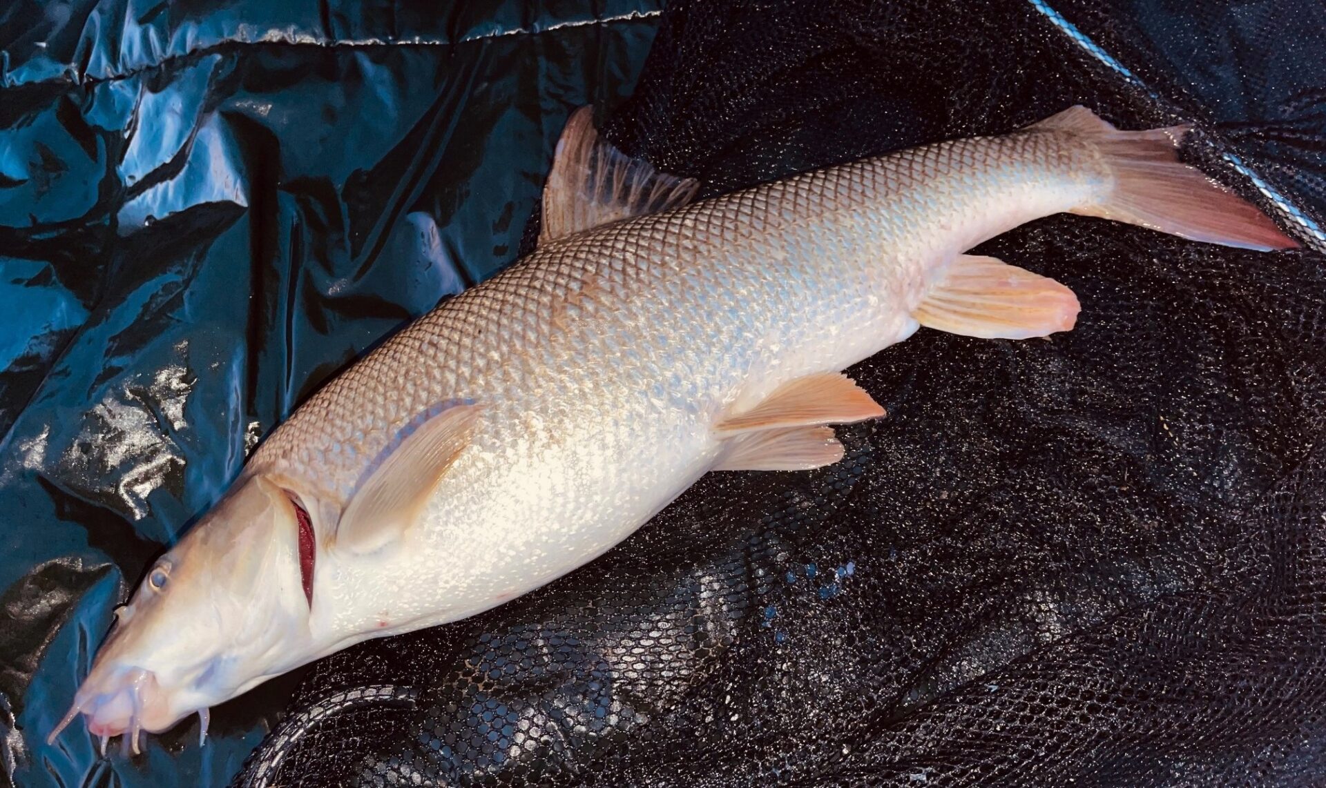 Rybář chytil obří parmu: souboj byl náročný. Rybu musel vytáhnout z ...