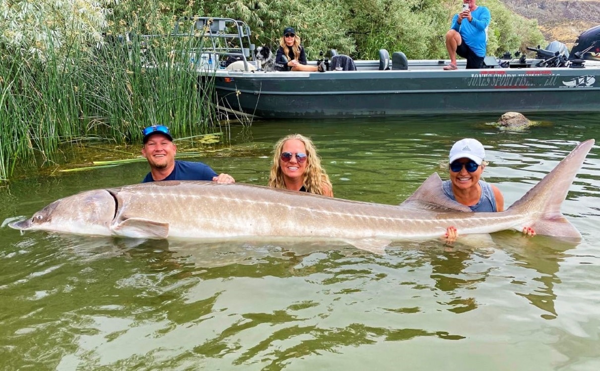 Sen každého rybáře: Rybář ulovil jesetera o délce 315 čísel, je to nový ...
