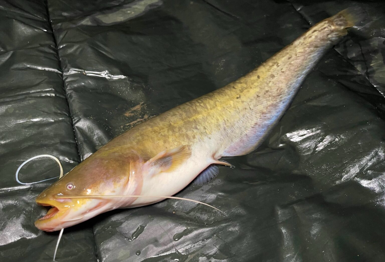 Obrovský sumec: Rybář ulovil vousatého predátora o délce téměř 2,5 ...