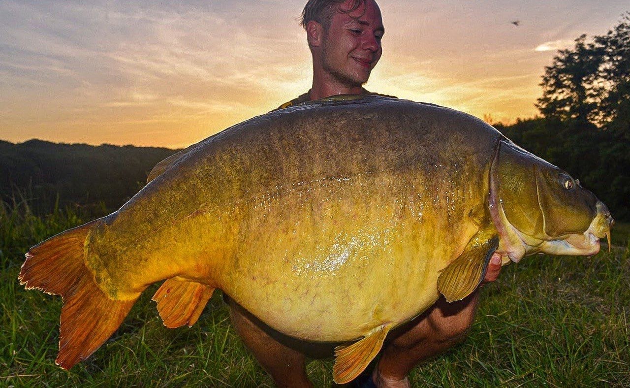 Kapři roku? Rybář chytil 32kilogramového lysce, jiný obrovského koi ...
