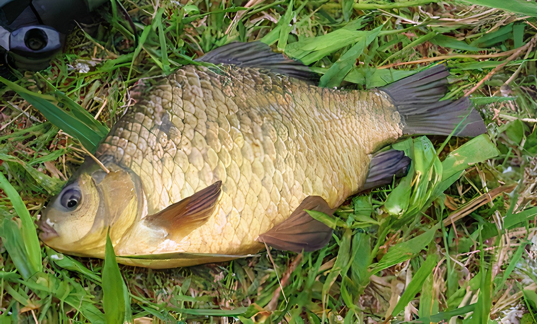 Vrátí se ryba našeho dětství? Čeští odborníci vysadili ohrožený rybí ...