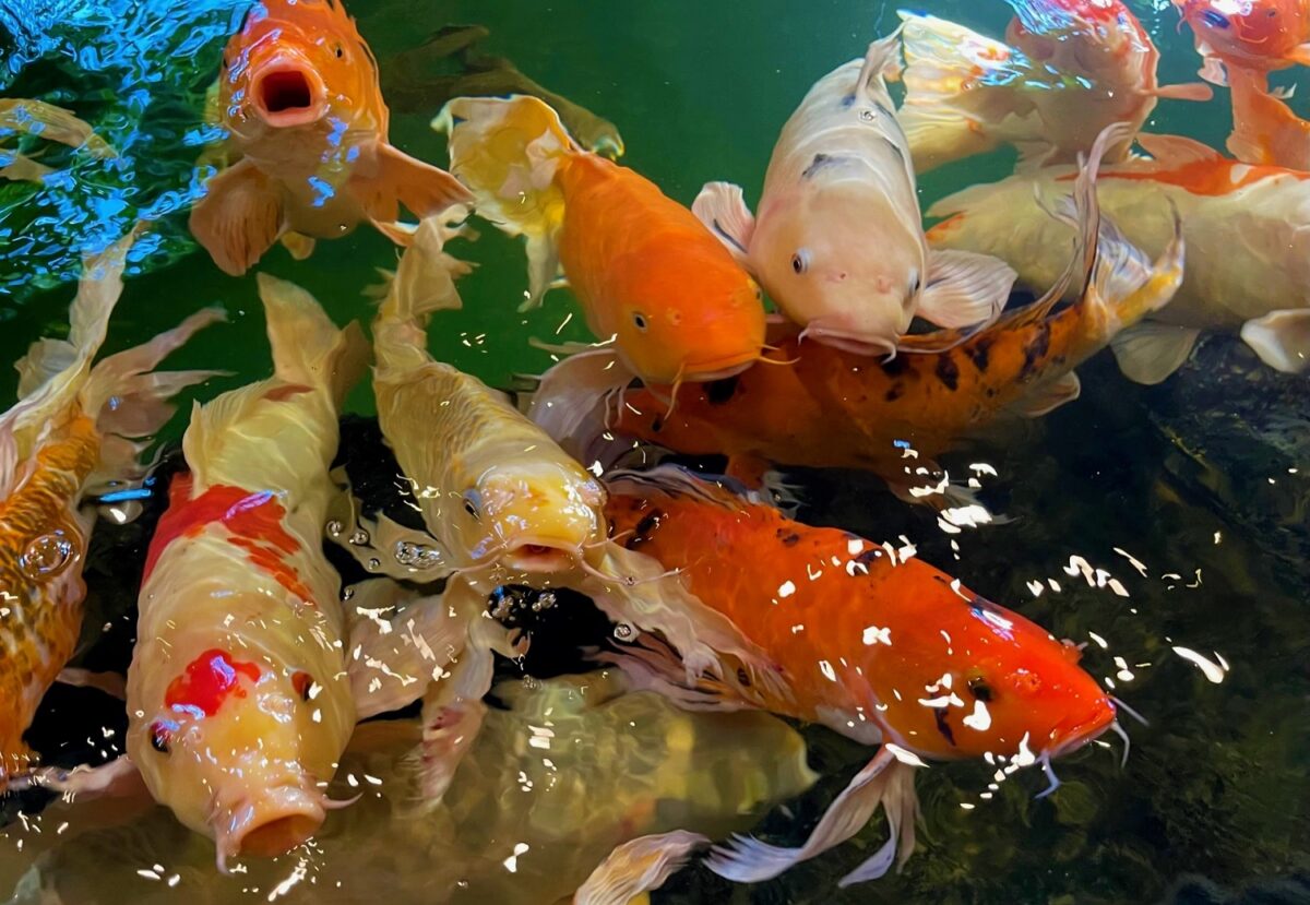 Nejkrásnější kapr roku? Rybář ulovil krásného koi kapra s velkými ...