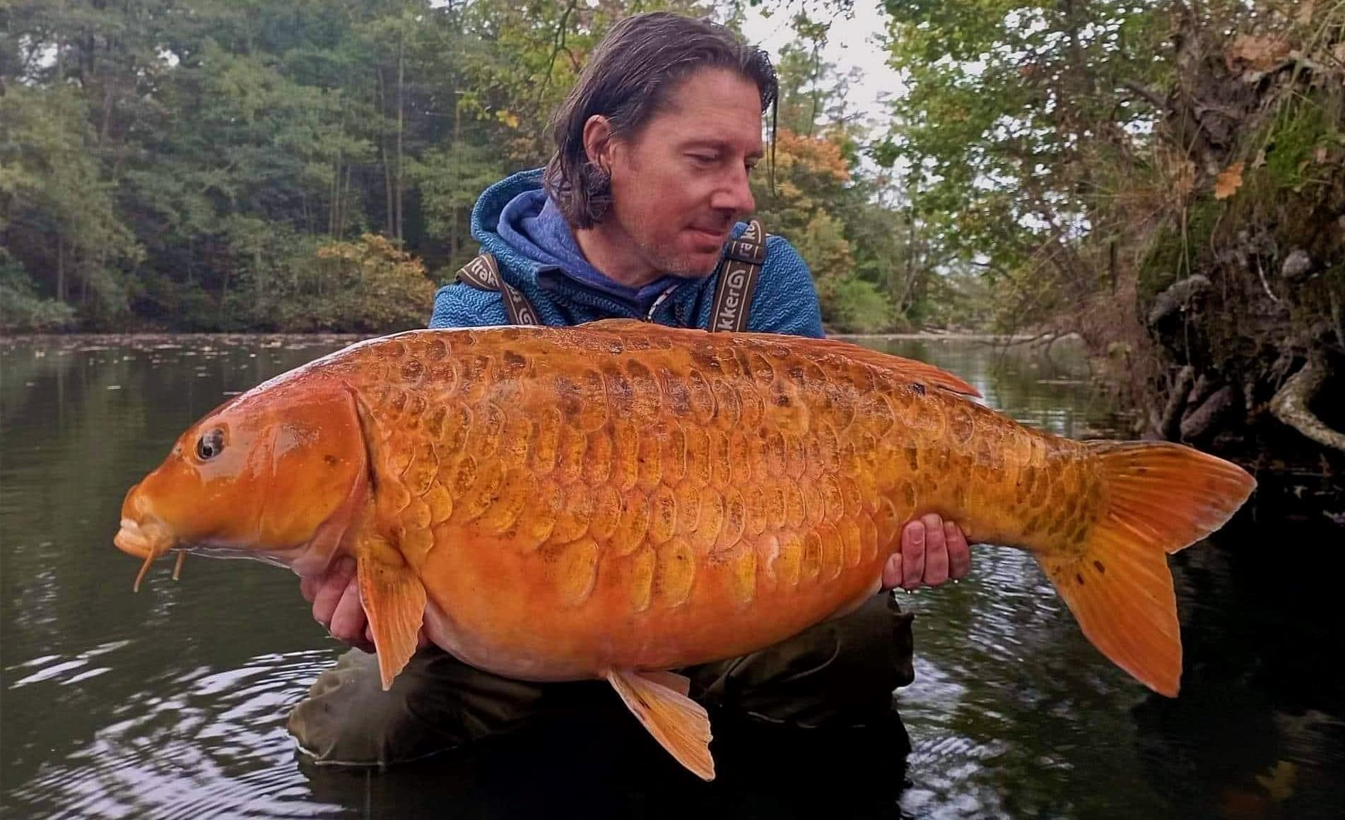 Nejkrásnější kapr roku? Rybář ulovil krásného koi kapra s velkými ...