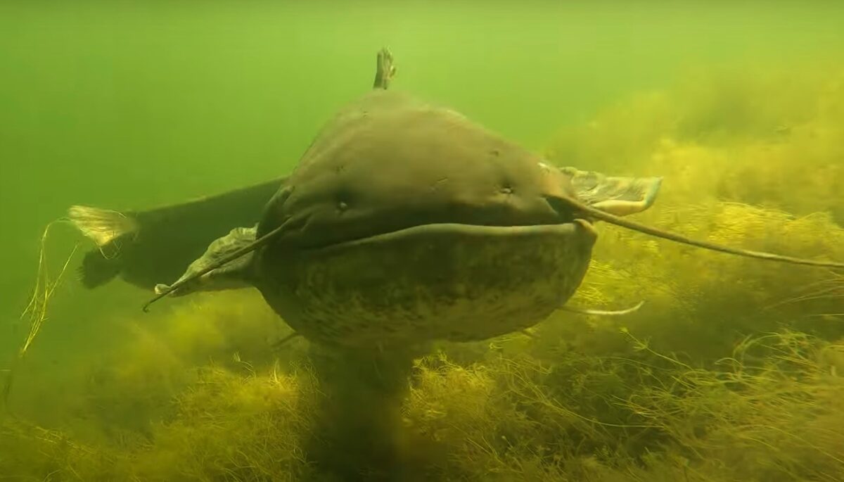 Obrovský sumec na lžíci bagru: Kam směřujeme, rybáři? | InRybar.cz