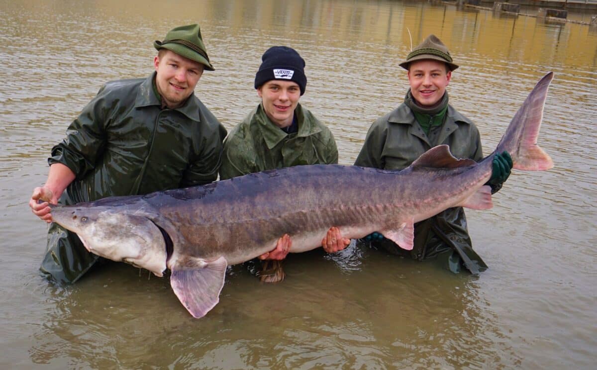 Krvavá historie jeseterů: ryby, které pamatují dinosaury, masakrují ...