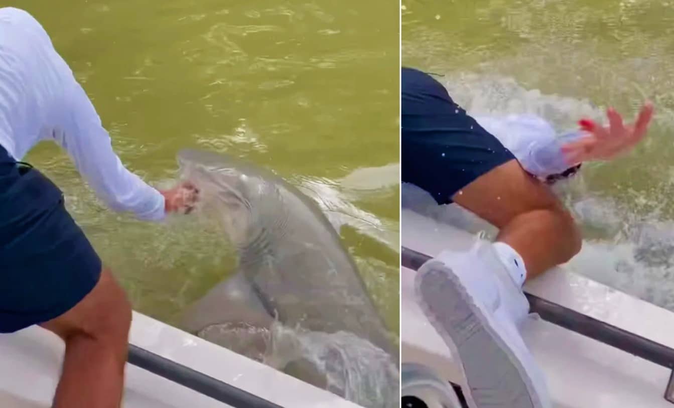 Hororový zážitek: žralok se zakousl rybářovi do ruky. Stáhl ho do vody | InRybar.cz