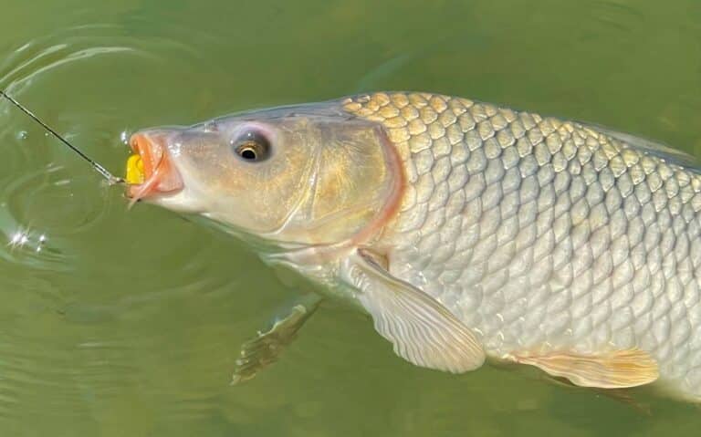 Fantazie! Rybář ulovil na svazové vodě kapra přes 30 kilo! | InRybar.cz