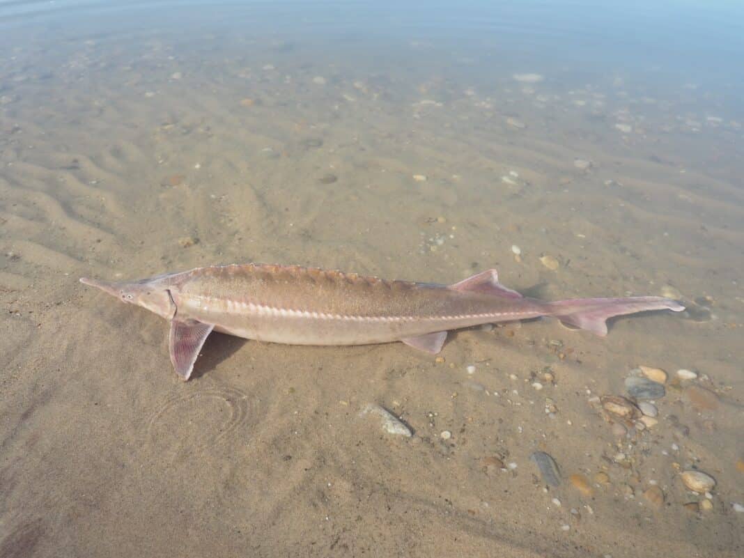 Krvavá historie jeseterů: ryby, které pamatují dinosaury, masakrují ...