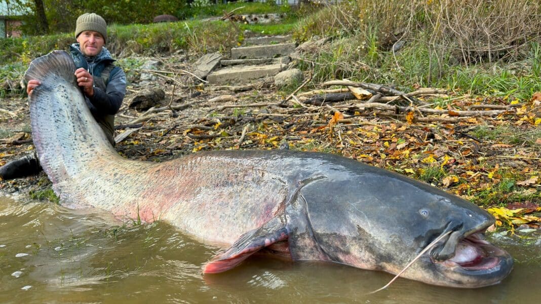 Další giga sumec Jakuba Vágnera: chytil monstrum o délce 252 centimetrů ...