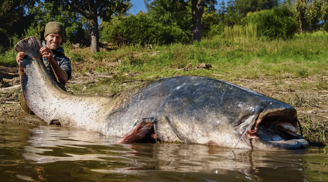 Nový rekord sumce! Kolegovi gratuloval i Jakub Vágner | InRybar.cz